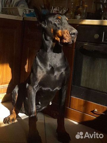 Доберман вязка с документами