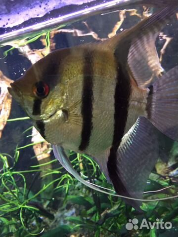 Скалярии 2 штуки