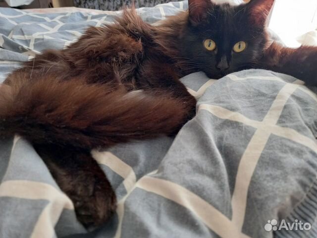 Черный пушистый котенок бесплатно