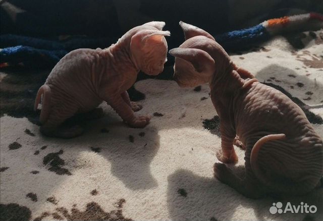 Синеглазые котозавры