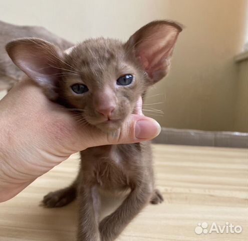 Ориентальная