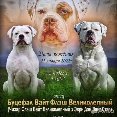 Американский бульдог