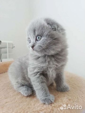 Шотландский вислоухий котёнок