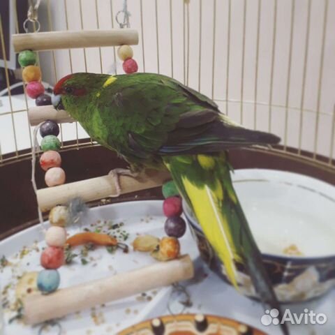 Какарик попугай