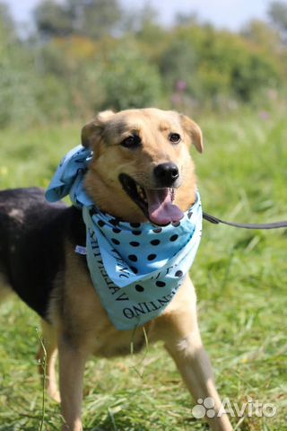 Шелли - красивая собака, которая не доверяет людям