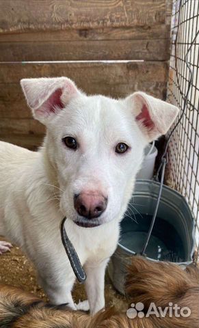 Совсем небольшая собачка попала в приют