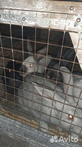 Кролики самцы самки