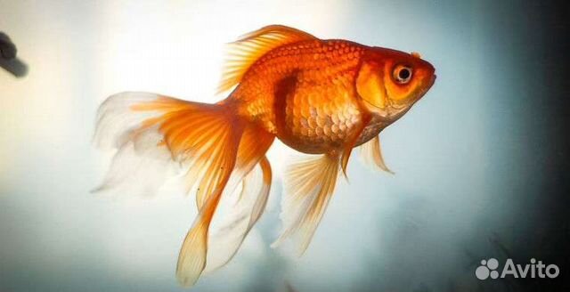 Вуалехвост. Золотая рыбка