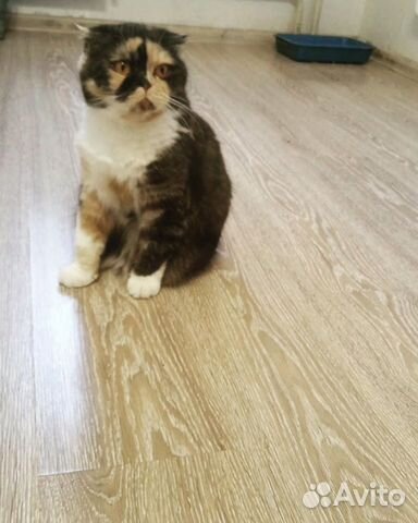 Кошка