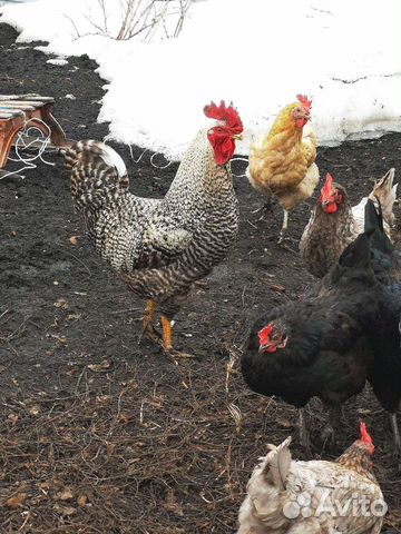 Куры петухи