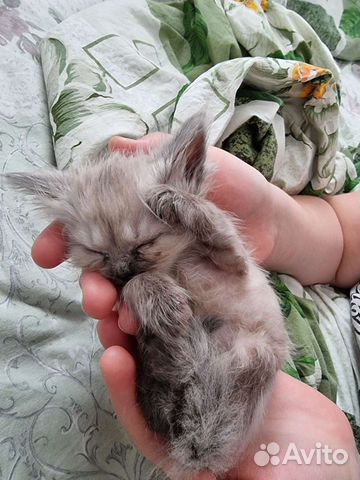 Котенок