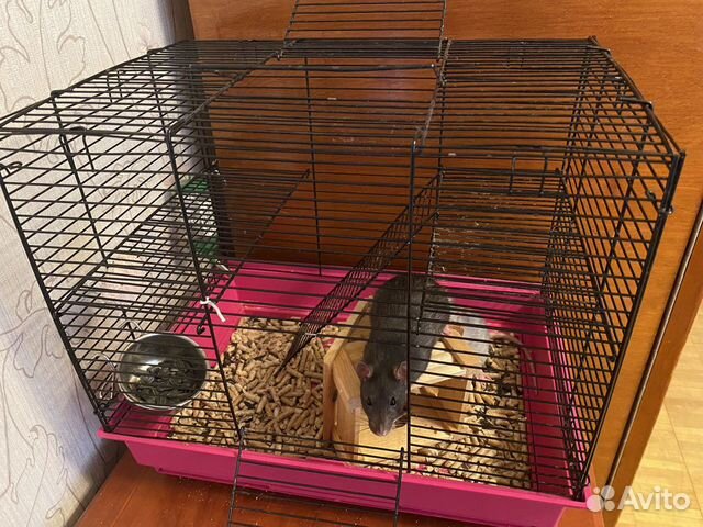 Крысы мальчики с клеткой