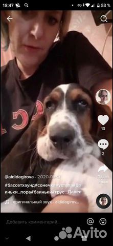 Пропали два бассет хаунда