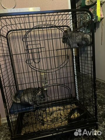 2 Шиншиллы + клетка