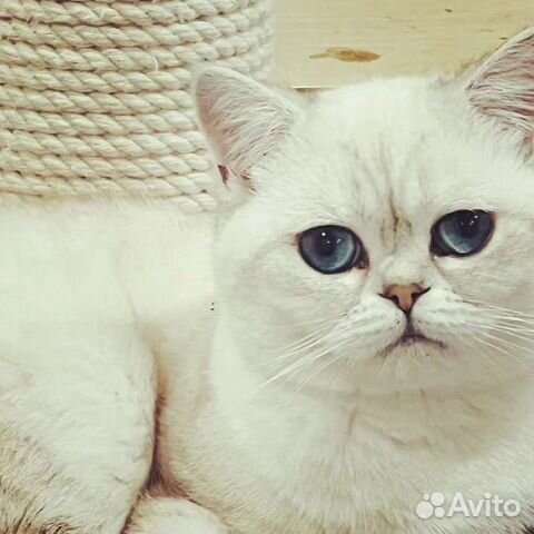 Британский котик