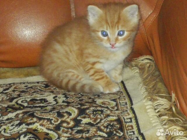 Котик Компаньон для Вас