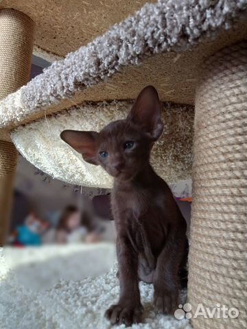 Ориентальные котята