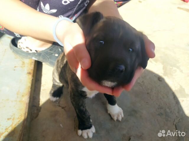 Медвежонок в добрые руки