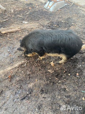 Хряк венгерской мангалицы, свинки