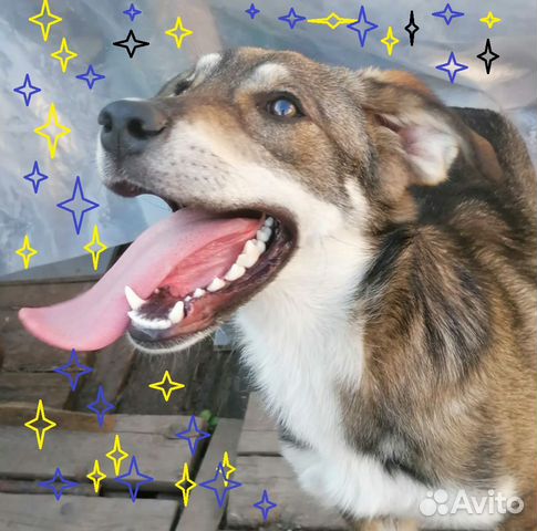 Молодая собачка Тэфи