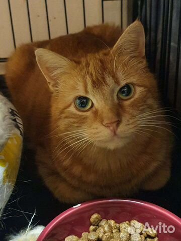Рыжая кошечка