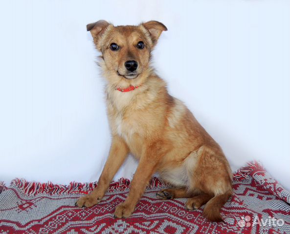 Небольшая рыжая собачка в дар