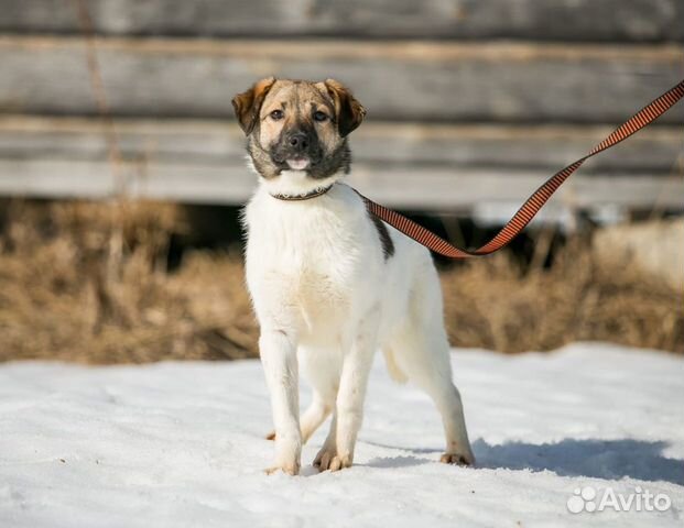 Щенок Даша в дар