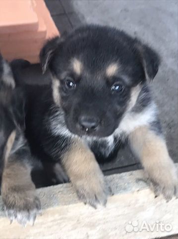 Продам щенков немецкой овчарки