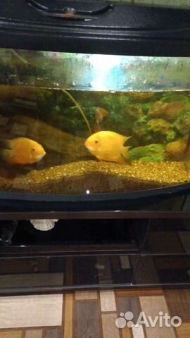 Аквариумные рыбки