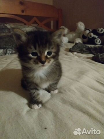 Серый котёнок