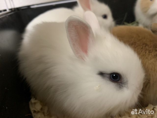 Карликовый кролик