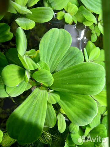 Верхоплавка