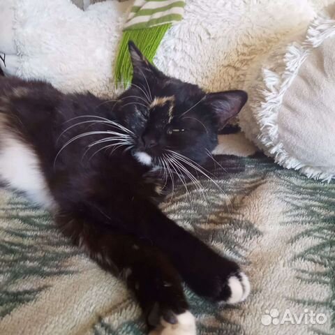 Тигровая кошка в дар 8 месяцев