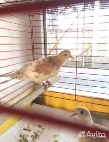 Египетская горлица