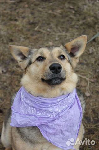 Очаровательная Жужа ищет любящую семью