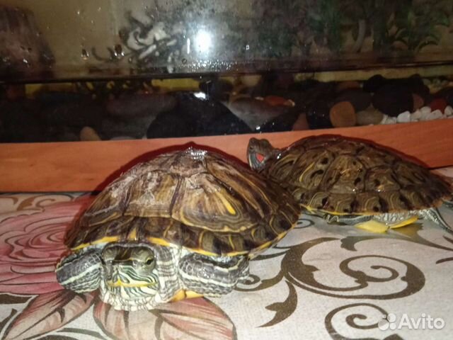 Красноухая черепаха