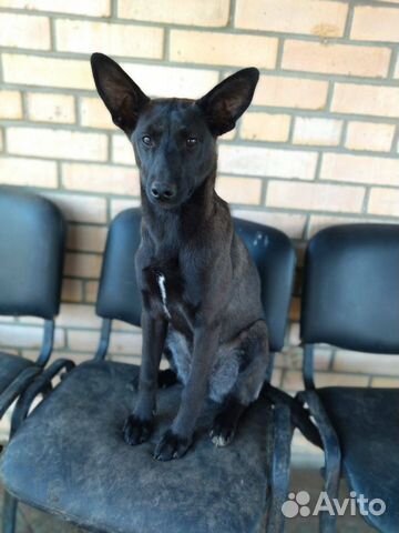 Очаровательный щенок Стелла ищет дом