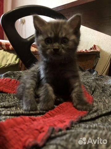 Котенок(мать шотладка, отец британец)