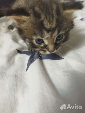 Кошка в дар