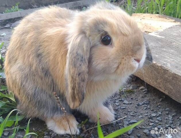 Декоративный Крольчонок