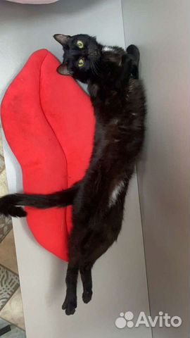 Черный котик без когтей
