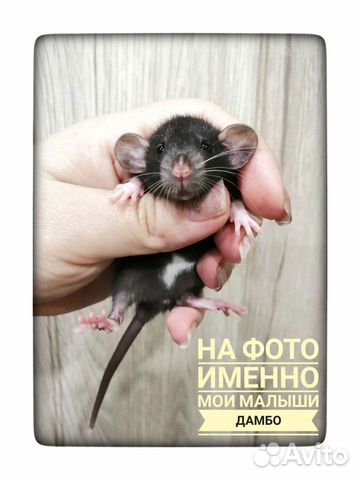 Крысята крыски черные Дамбо