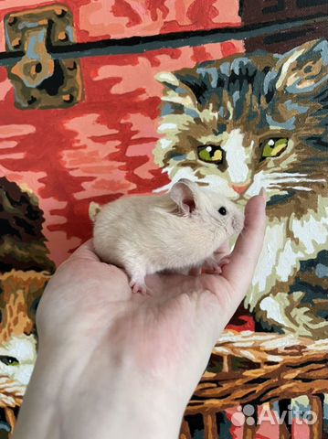 Хомяк сирийский