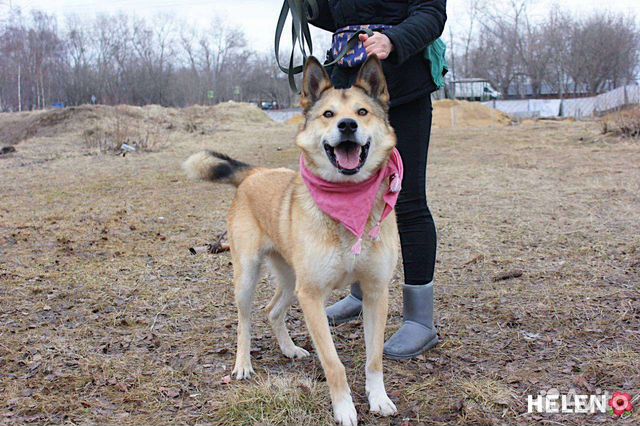 Собака в добрые руки