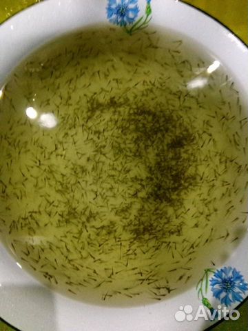 Личинка щуки