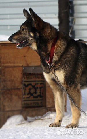 Собака Маняша ищет хозяина. В хорошие руки