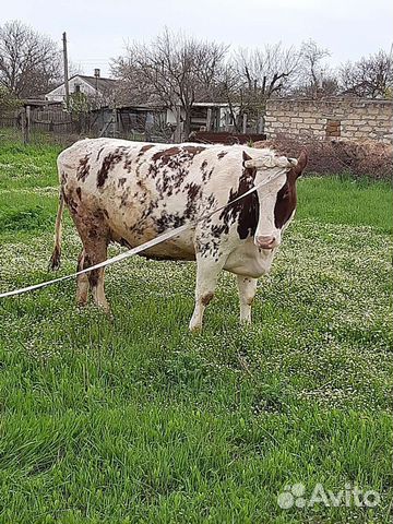 Айширская телка 2.5года