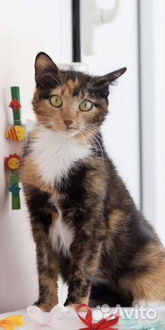 «Здрастье Я Ваше счастье» кошки в дар