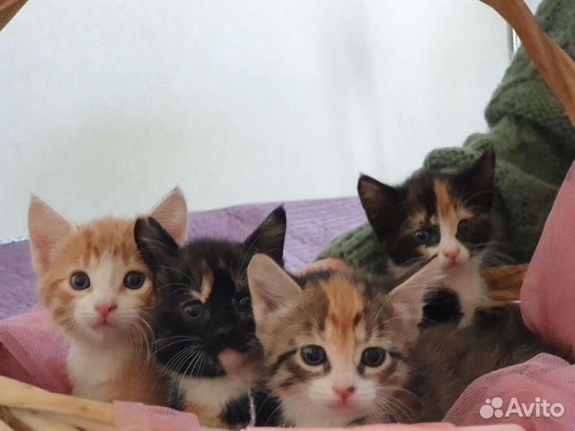 Корзинка счастья