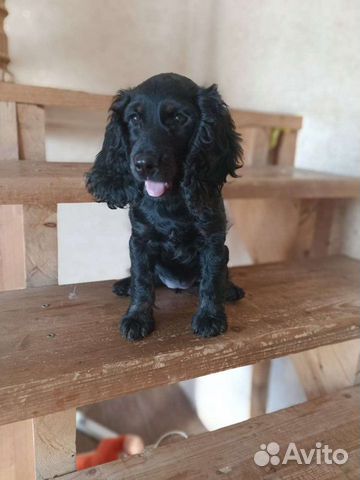 Кокер спаниель